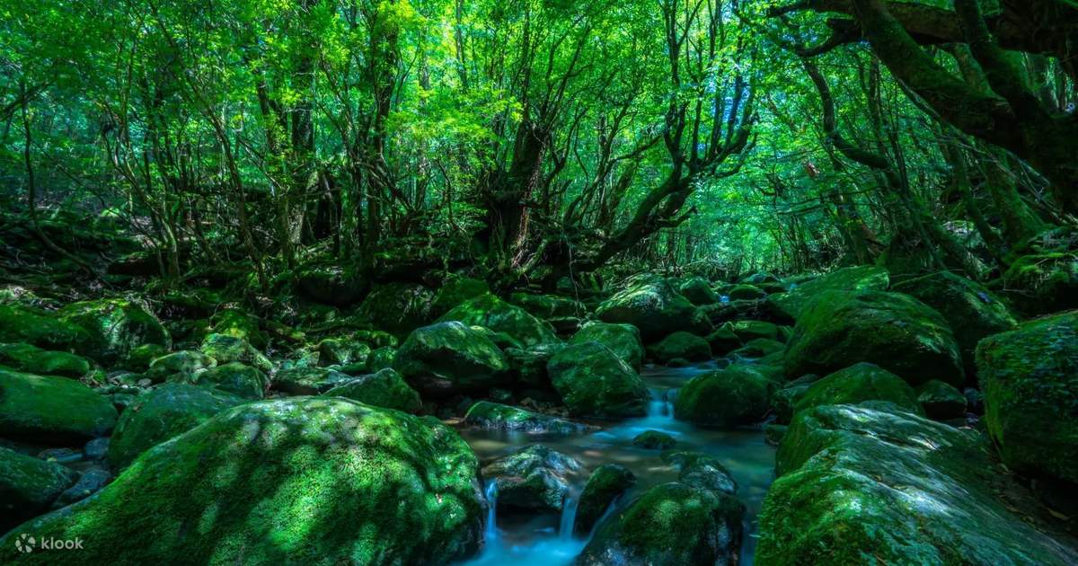 Yakuzaru Sightseeing Bus: Yakushima Island Morning Half-Day Tour - Klook