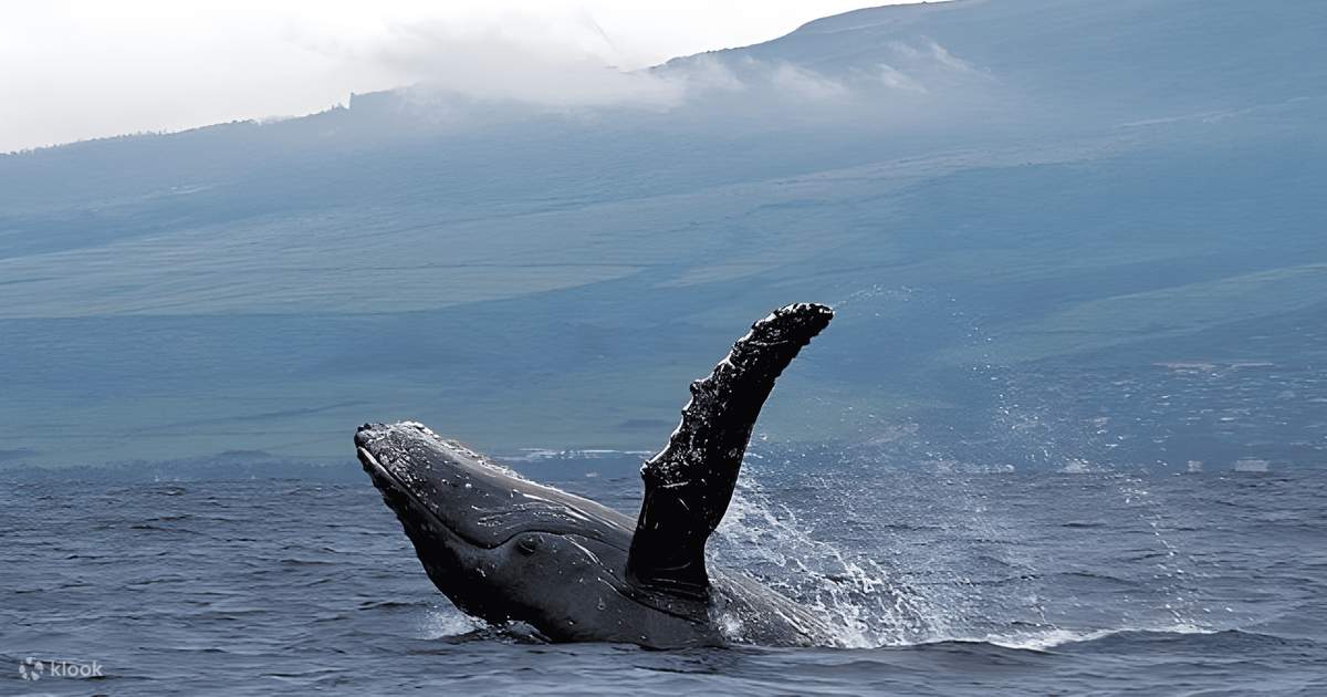 Whale Watching Experience in Maui - Klook