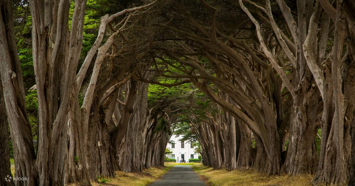 Randonnée à Muir Woods et Point Reyes à San Francisco - Klook États-Unis