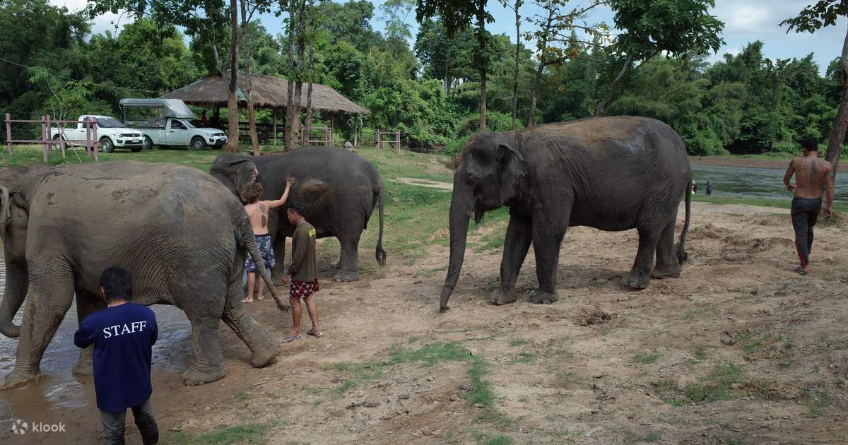 Kanchanaburi Elephant World Private Tour From Bangkok - Klook Philippines