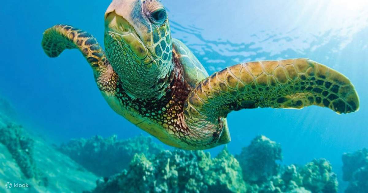 Morning Dolphin and Snorkel Excursion From Waianae Harbor - Klook ...