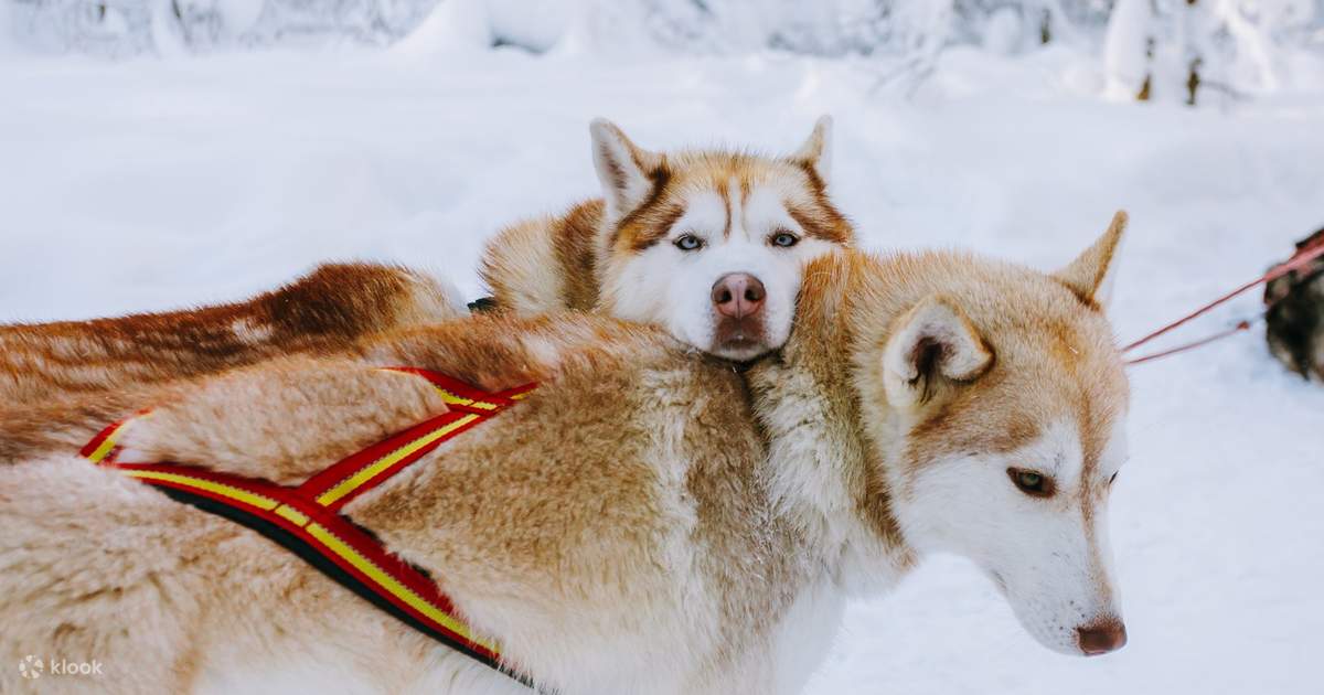 Husky Sledding Experience from St Petersburg - Klook India