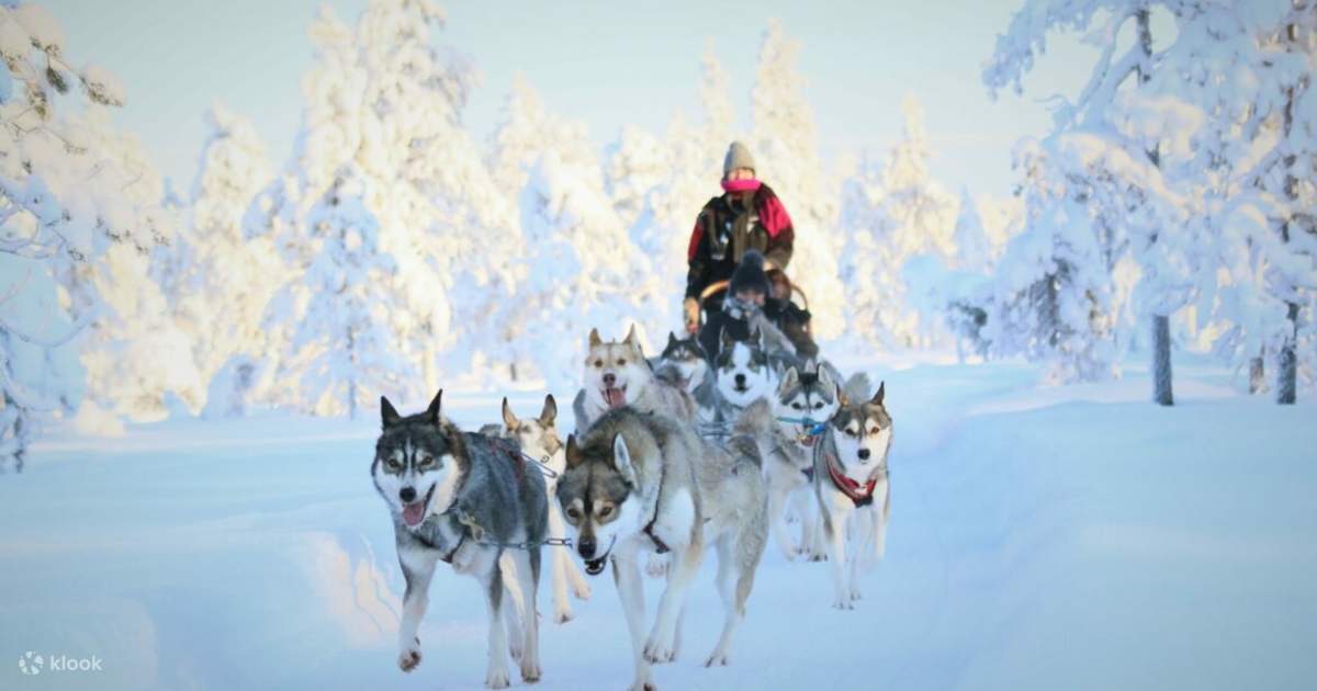 5km Huskies sled ride experience as passenger - Klook Россия