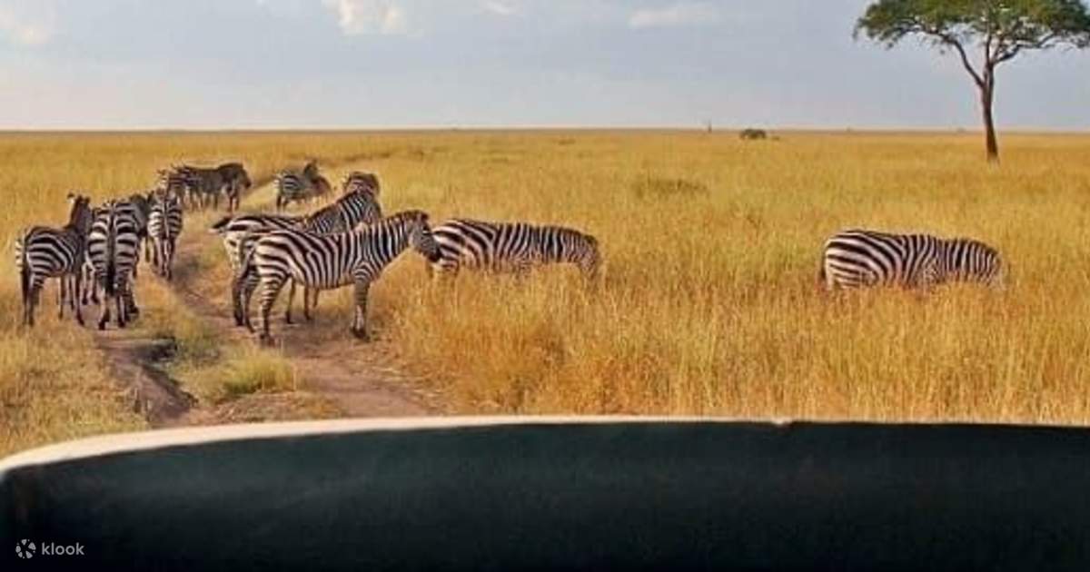 Experience Luxury in the Maasai Mara: 3 Days 2 Nights Safari Adventure ...