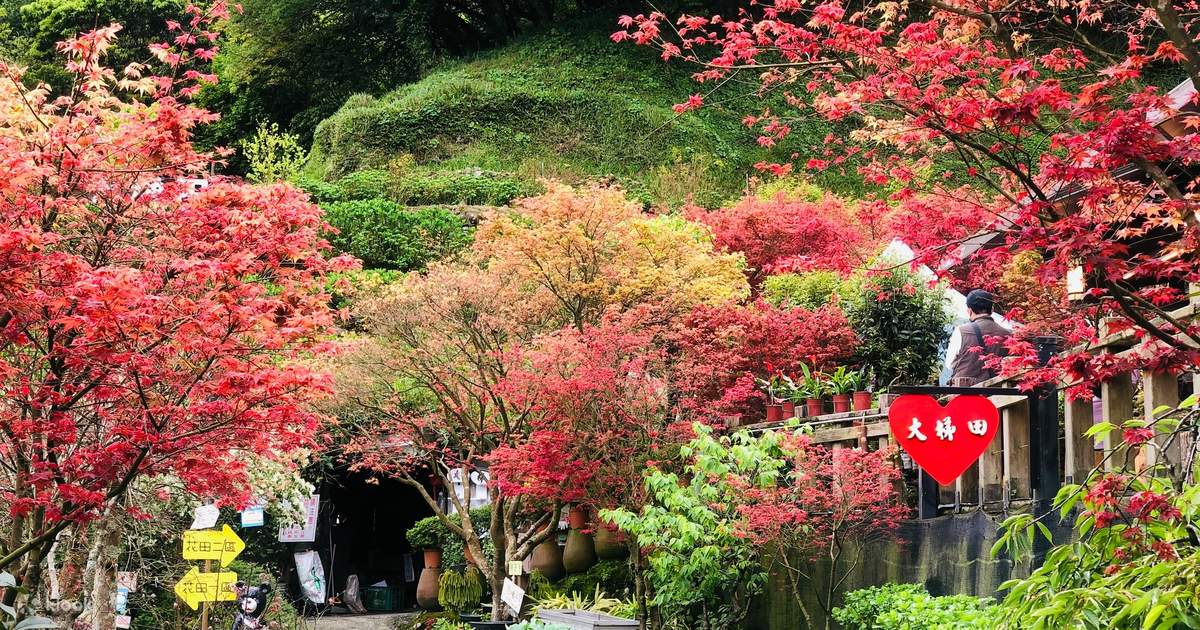 Tiket Ladang Ekologi Bunga Padang Teres Taipei・Hydrangea・Musim Maple ...