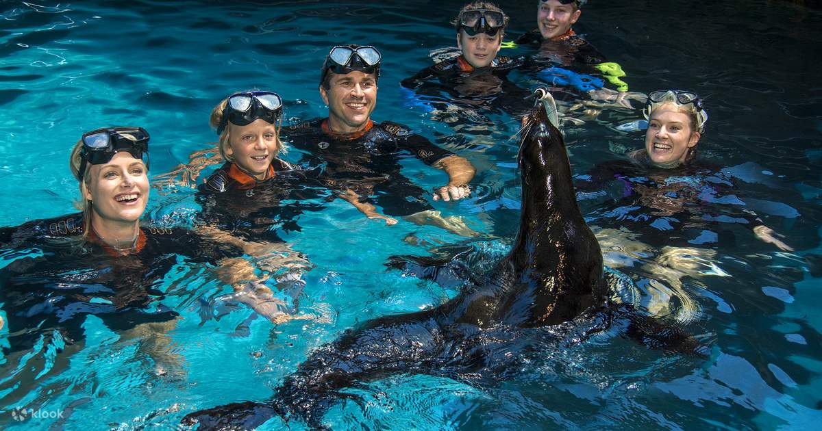 Experiencia de nado con focas en el acuario SEA LIFE Sunshine Coast ...