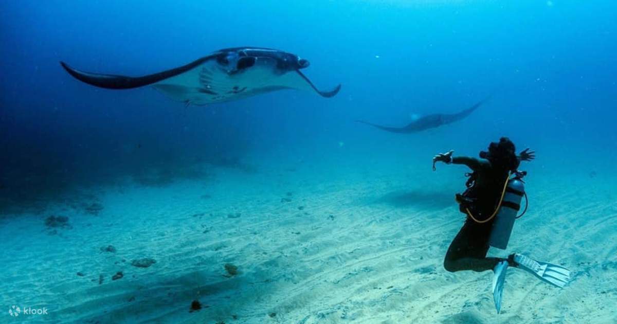 xplore Nusa Penida with Our Full-Day Dive Trip from Sanur | PADI 5 Star ...
