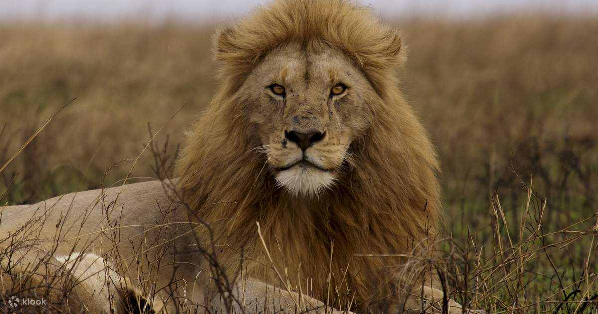 Embark on a Maasai Mara Adventure: Thrilling 3-Day Safari from Nairobi ...