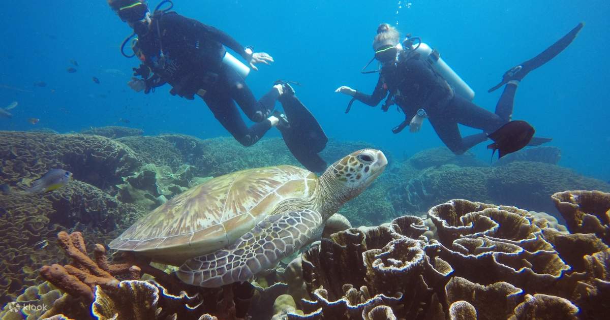 Komodo Scuba Diving Tour - Klook Malaysia