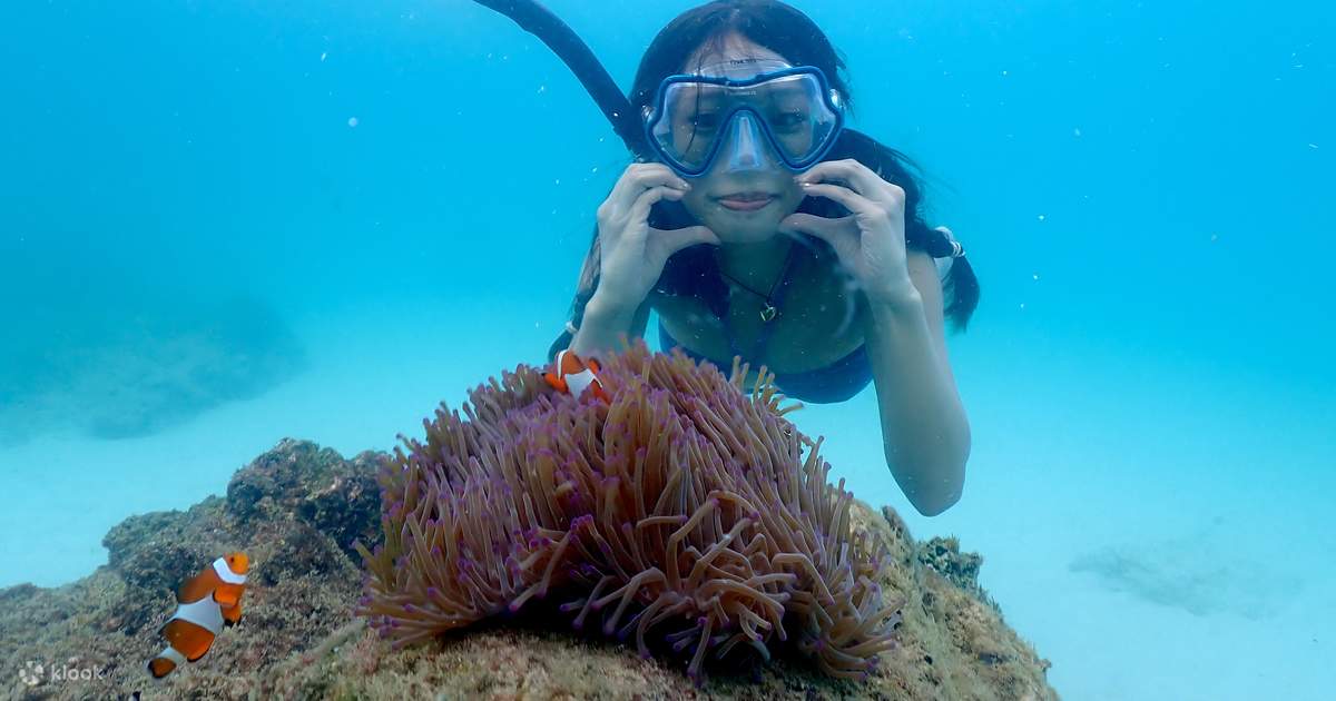 Từ Pattaya: Tàu cao tốc riêng Nemo Island có dịch vụ đưa đón tại khách ...