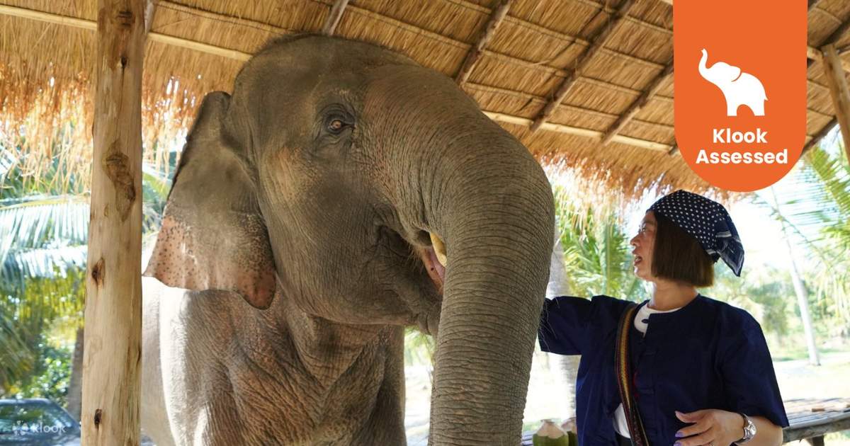 Living Green Elephant Sanctuary Chonburi From Bangkok or Pattaya ...