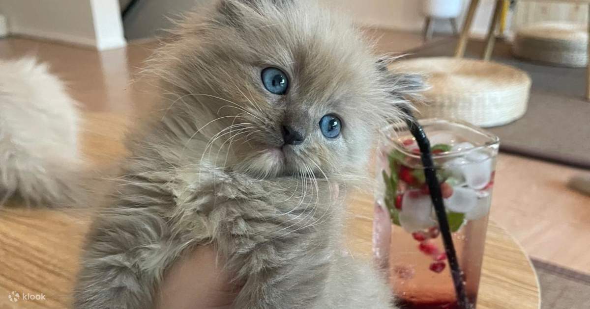 Kafe Kucing Jepang Zenzoo - Klook Indonesia