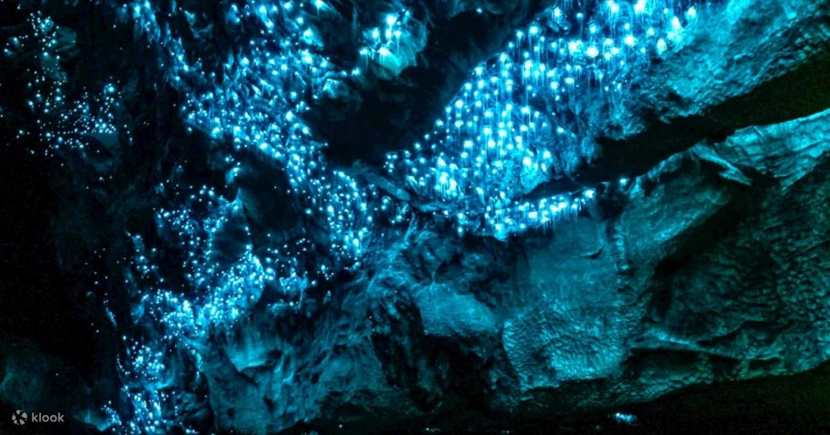 Mount Tamborine Glow Worm Night Tour from Gold Coast, Australia - Klook ...