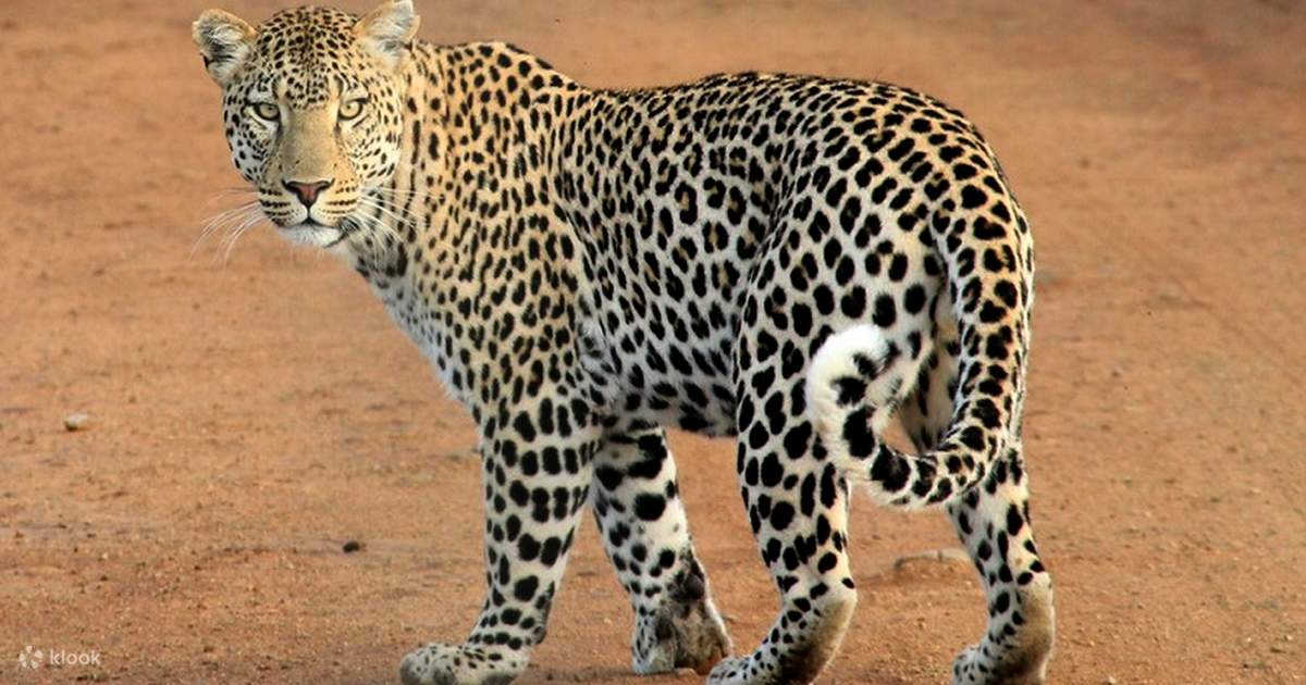 Ol Pejeta Conservancy 3-Day Wildlife and Conservation Private Safari ...