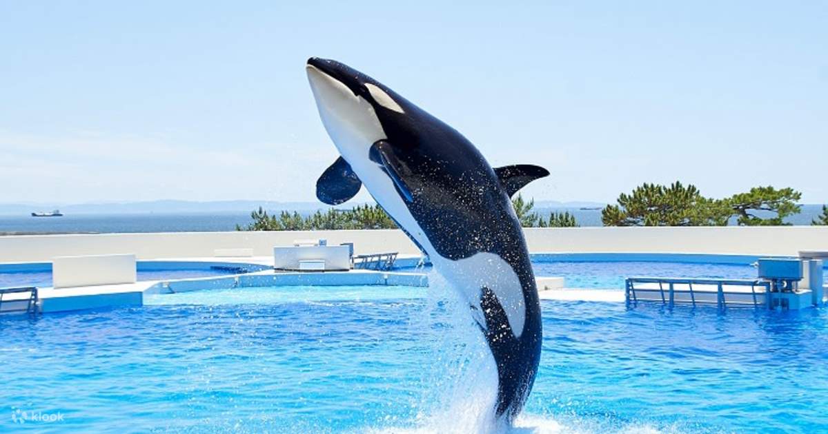 六甲空中庭園 & Kobe Suma Seaworld觀光 & 巴士一日遊 - Klook 客路