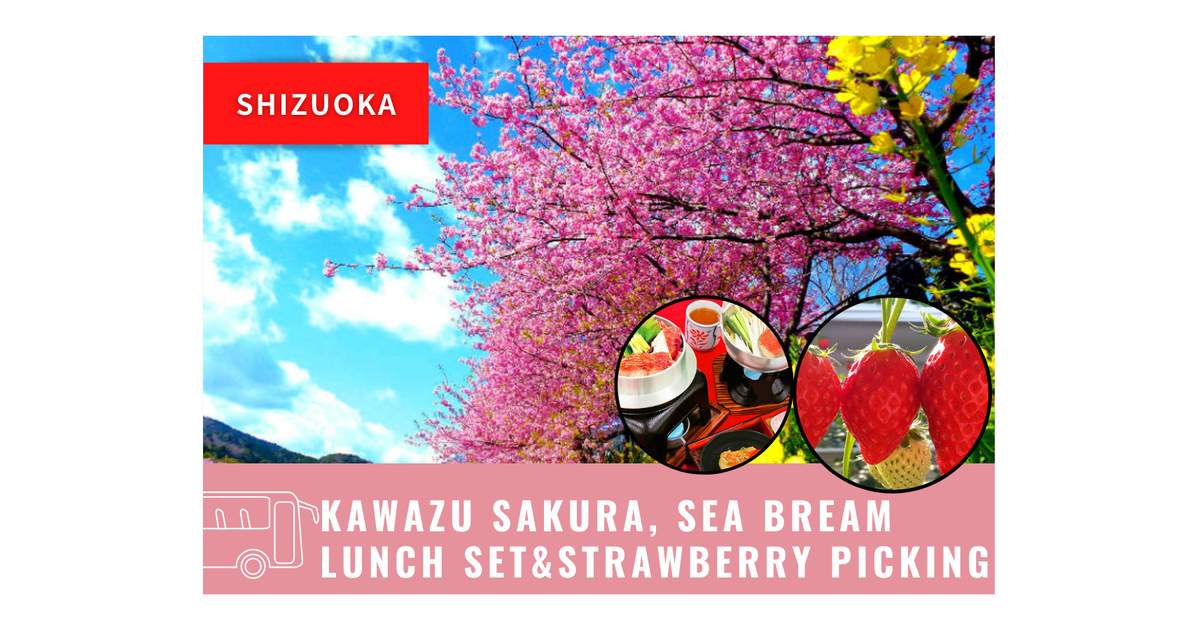 Kawazu Sakura Festival, enjoy Japanese set lunch and strawberry picking ...
