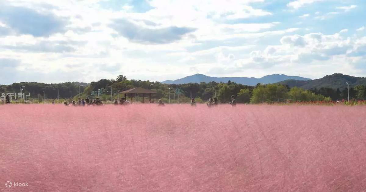 Kochia Scoparia, Pink Muhly Grass, & Dumulmeori Half Day Tour - Klook ...