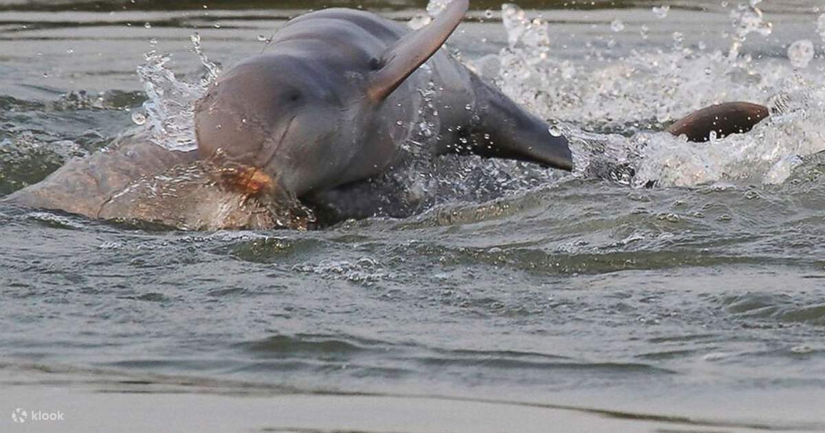 Crociera tra le mangrovie dei delfini del Sarawak - Klook Stati Uniti