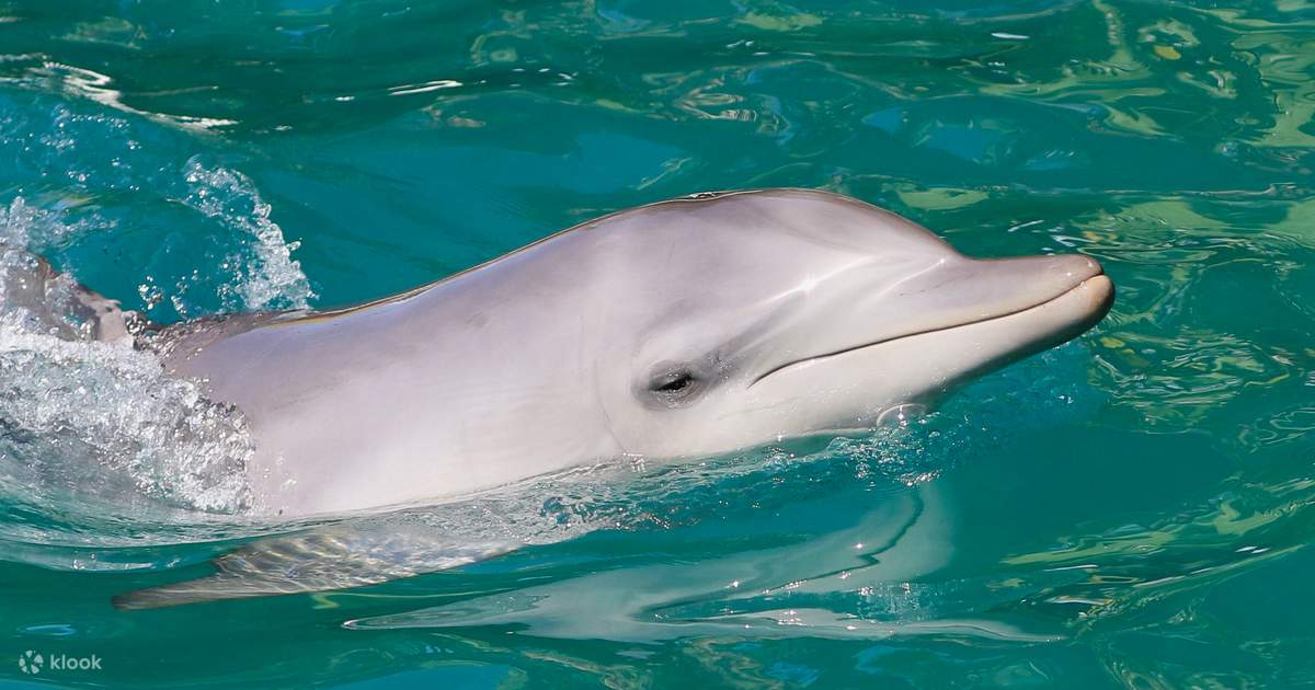 Dolphin Watch Cruise and Port Stephens Join In Day Tour - Klook Singapore
