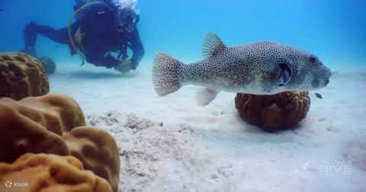 Full-Day Dive Trip in Pattaya with PADI 5 Star IDC | Book Now - Klook ...