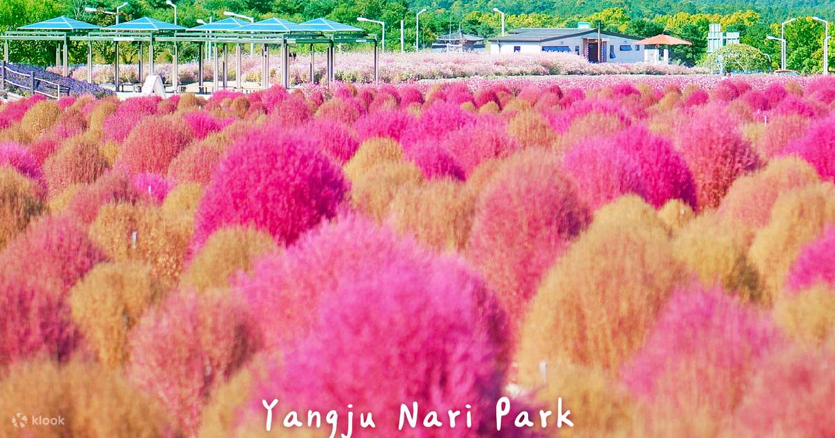 Kochia Scoparia, Pink Muhly Grass, & Dumulmeori Half Day Tour - Klook ...