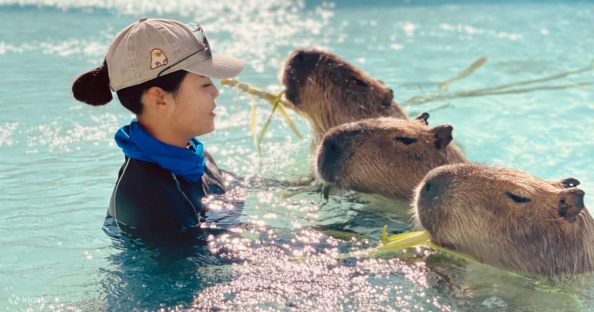Pingtung Kenting Deer Island Capybara Ecological Park Ticket - Klook ...