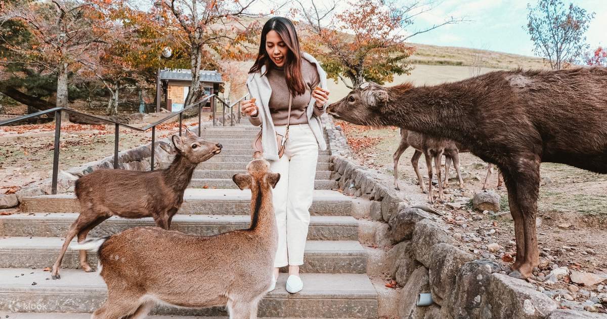 Tour xe buýt tham quan Nara, Kyoto và Fushimi Inari từ Osaka - Klook ...