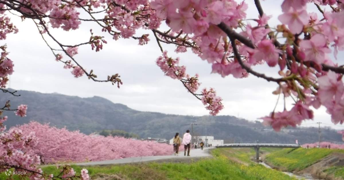 Cherry Blossoms & Mishima Skywalk & Gotemba Outlets Day Bus Tour - Klook