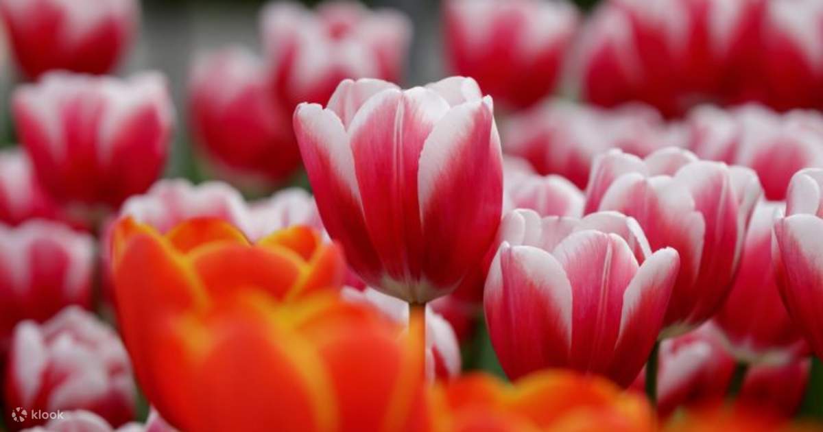 Pameran Tulip Holland Keukenhof + Outlet Pereka MG Roermond - Klook ...
