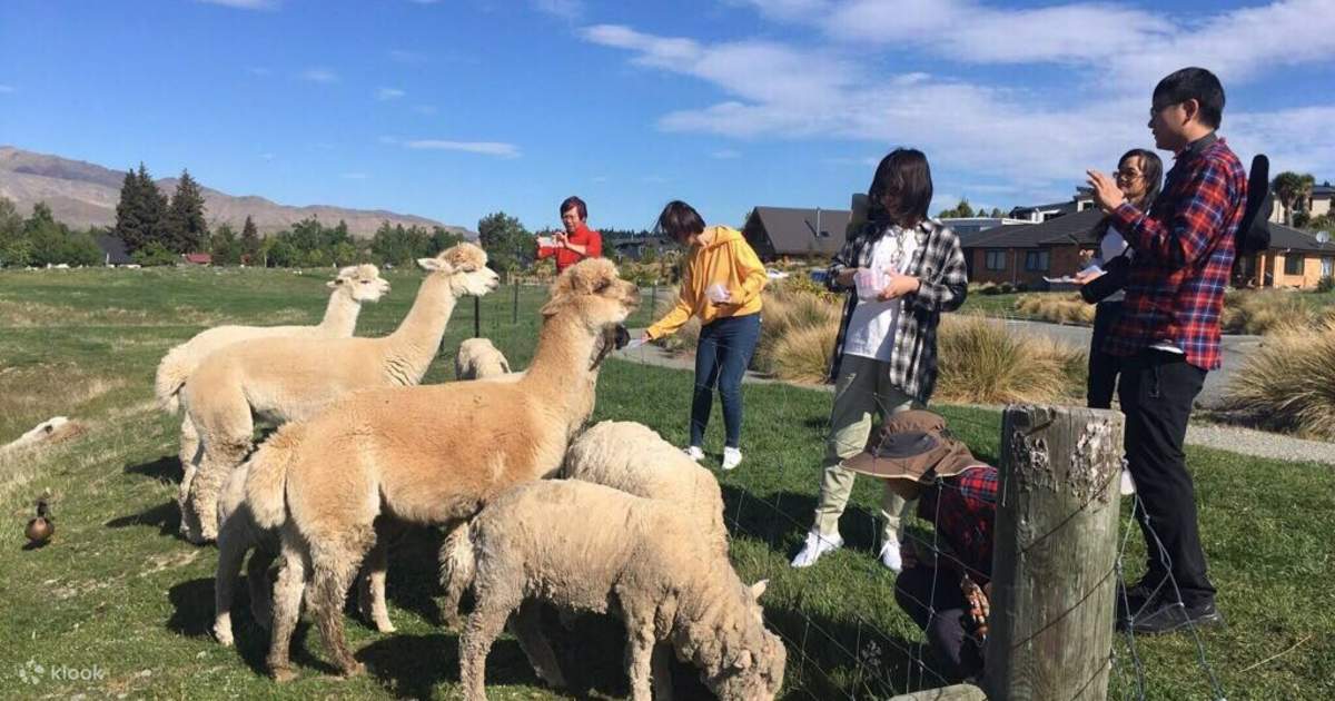 Lake Tekapo Farm Tour - Klook Singapore