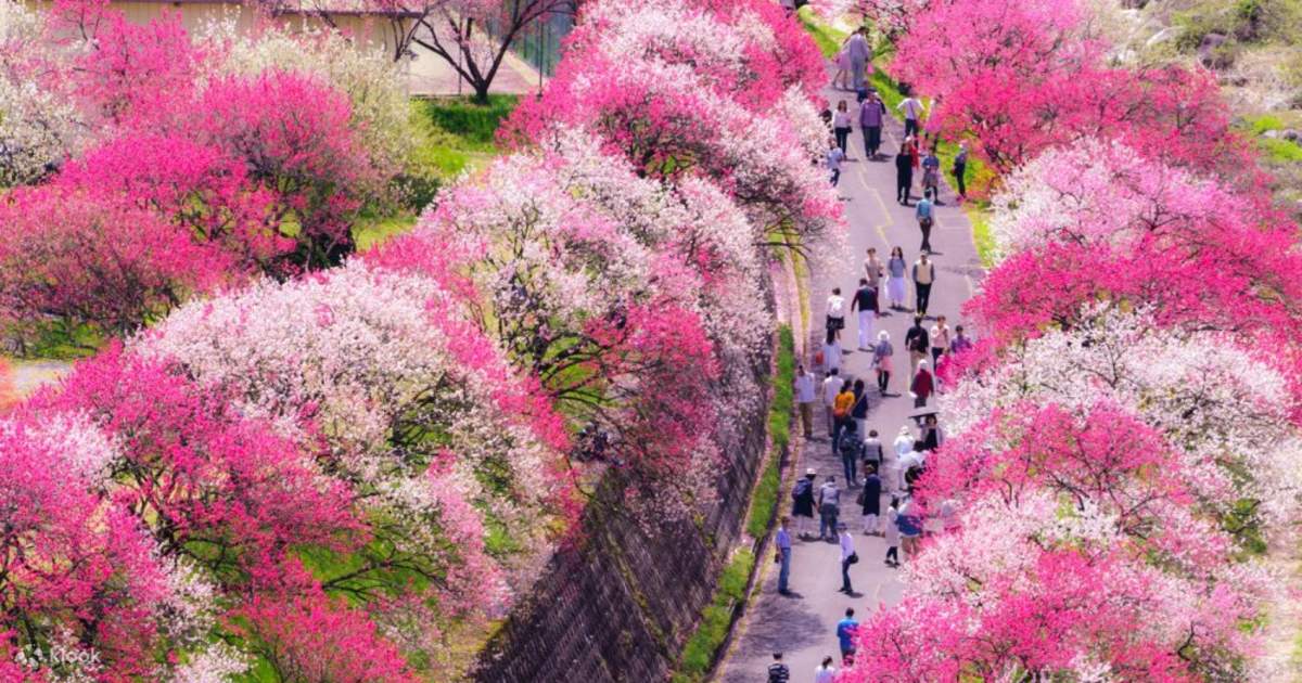 Samurai Road "Magome-juku"&Spring Peach "Hanamomo no Sato" Day Trip - Klook