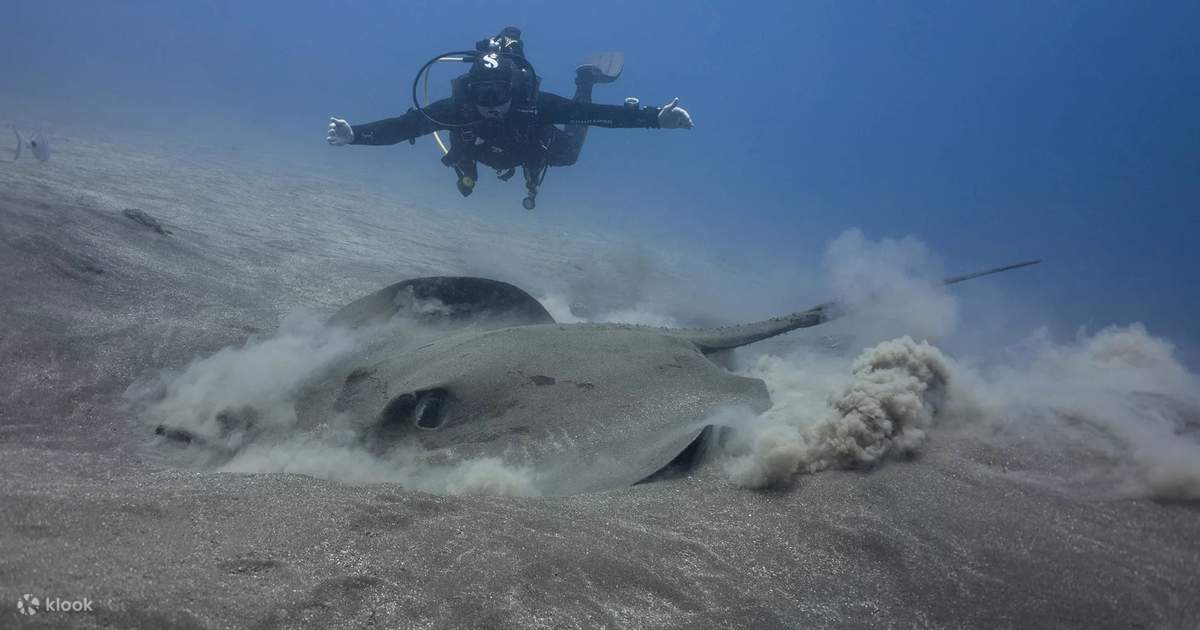 Thợ lặn nước mở nâng cao PADI ở Quần đảo Canary với IDC 5 sao PADI ...