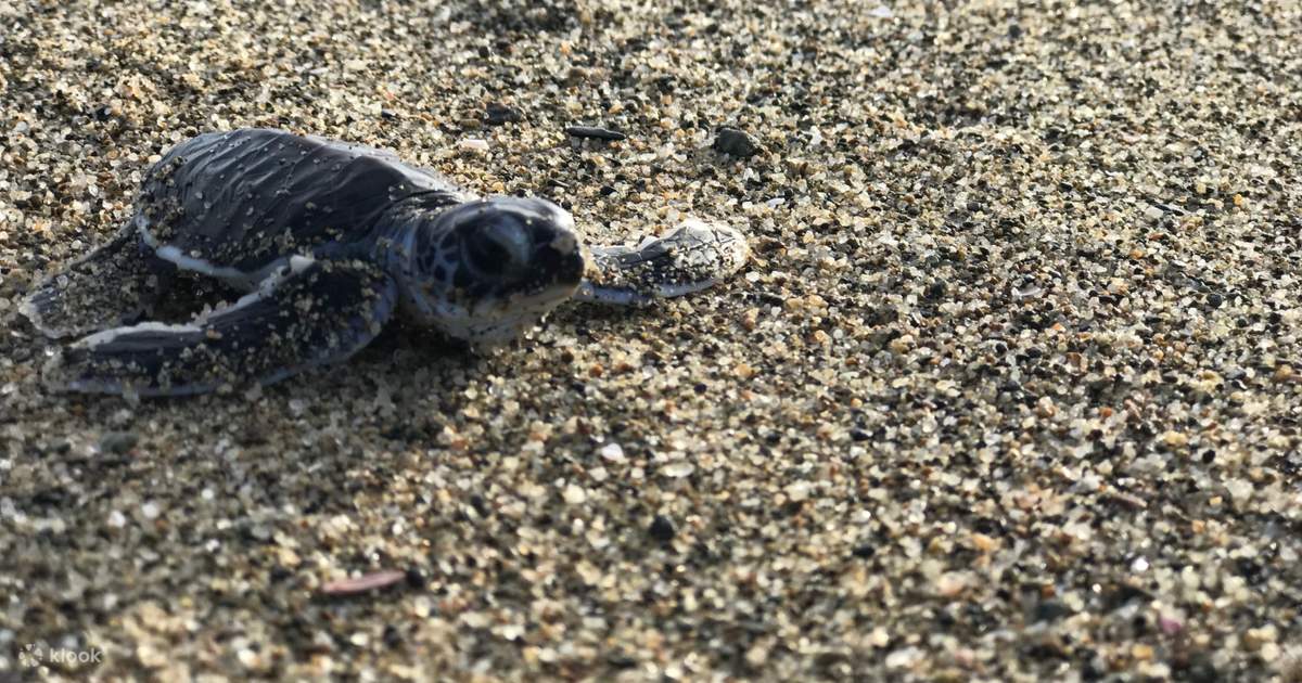 Sukamade Turtle Conservation, Green Bay, and Red Island Tour - Klook ...