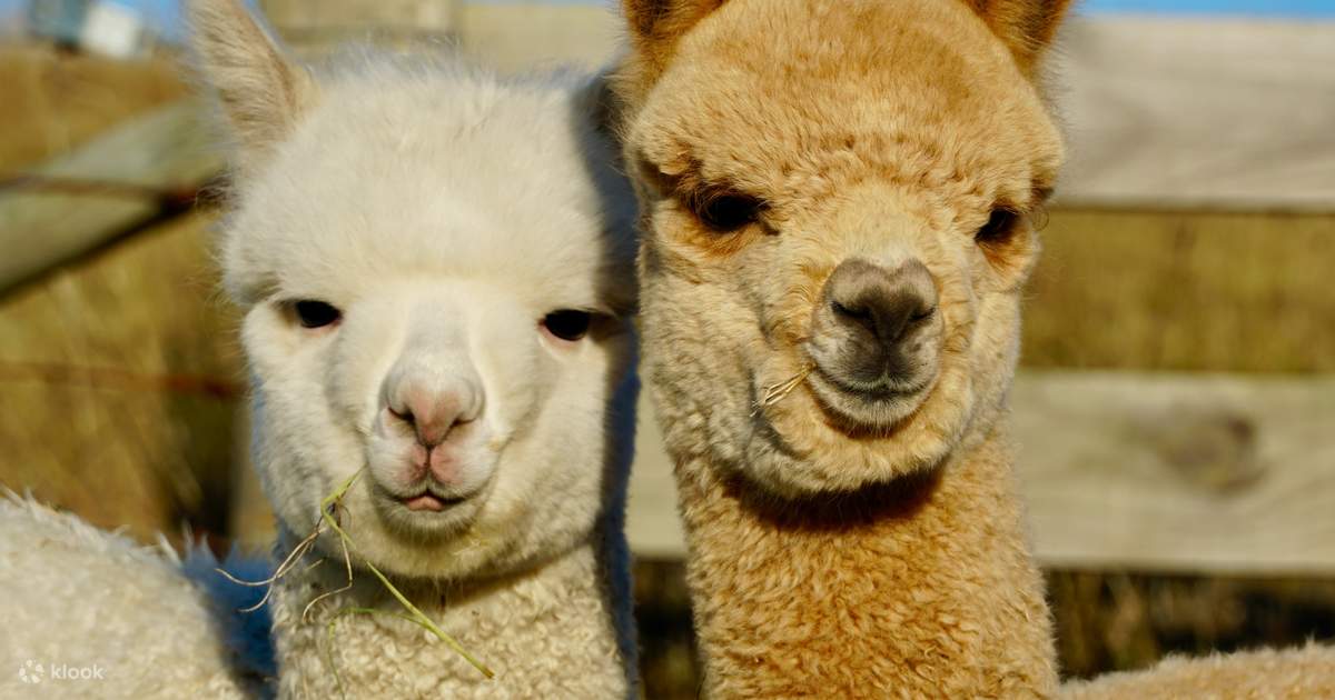 Akaroa Shamarra Alpaca Farm Tour - Klook