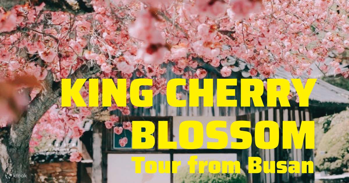 King Cherry Blossom Tour from Busan - Klook
