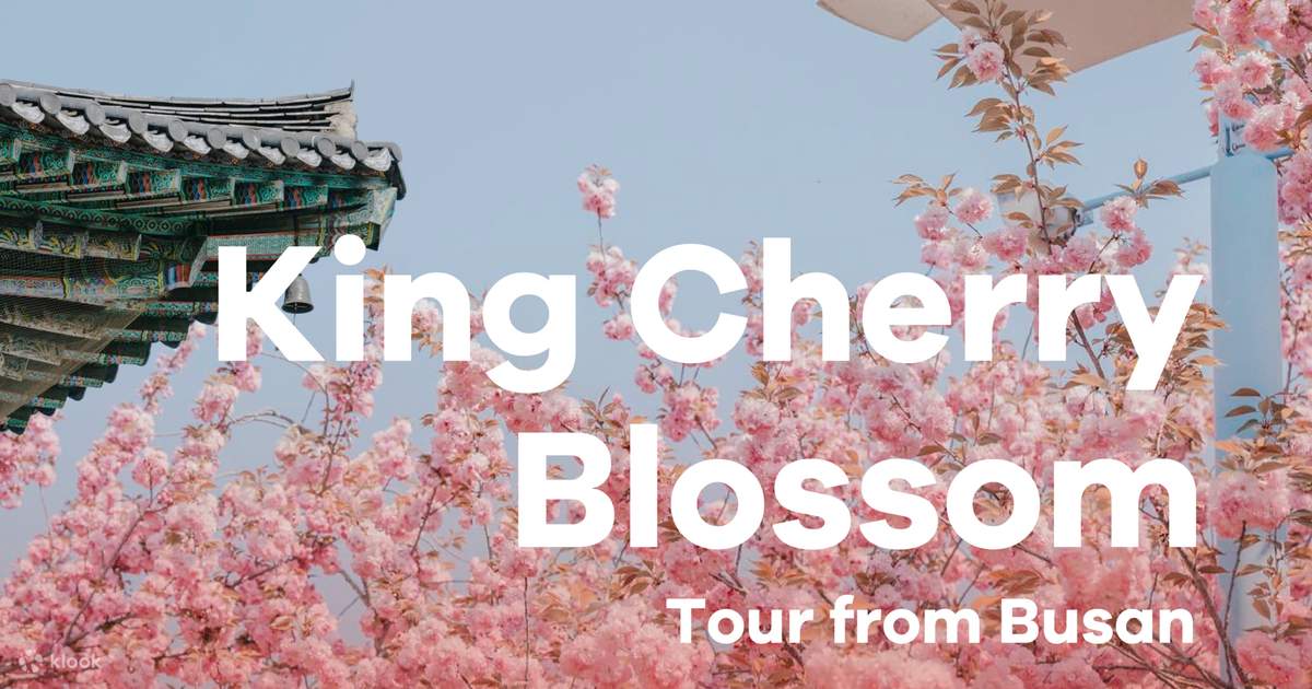 King Cherry Blossom Tour from Busan - Klook