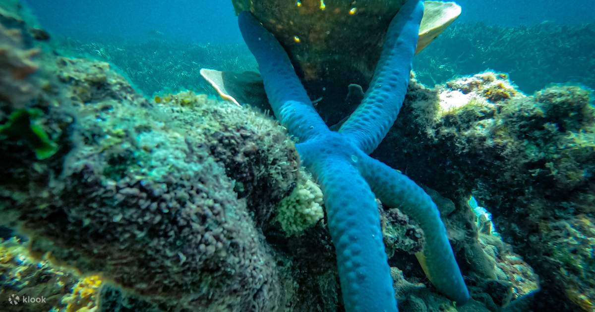 Mengalum Island and Snorkeling Day Tour, Sabah, Malaysia - Klook Malaysia