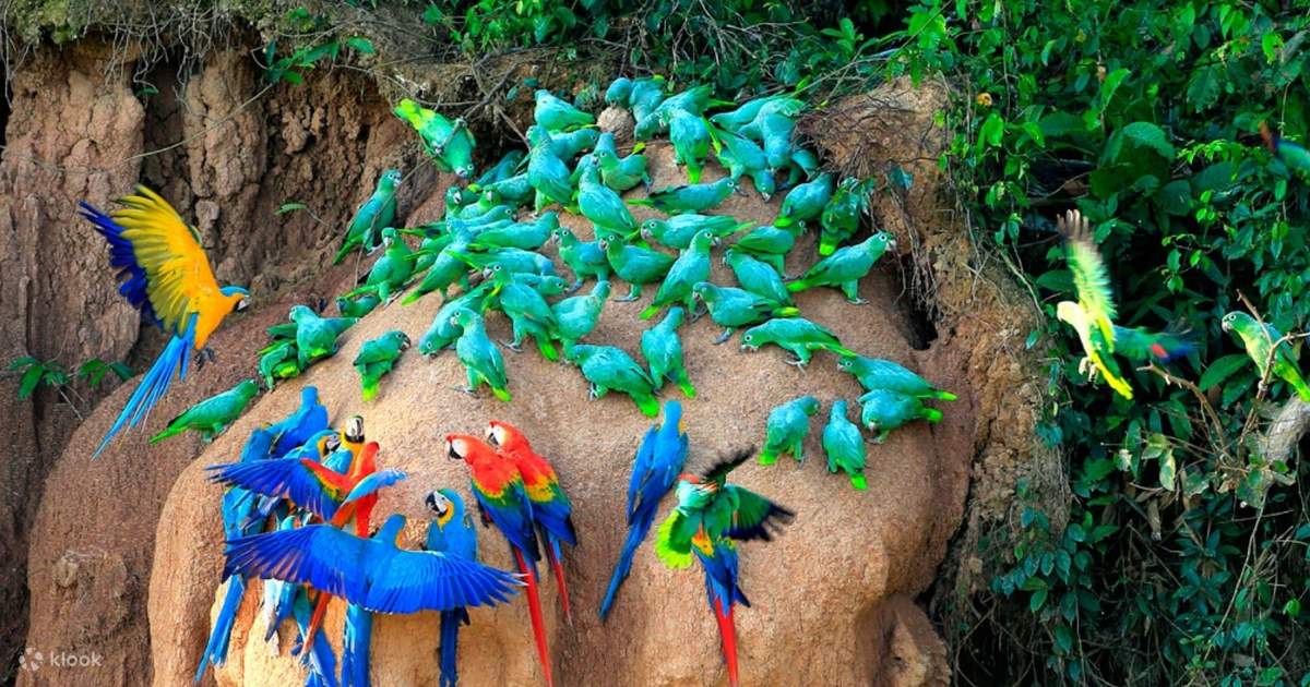 Embark on a Thrilling 5-Day Manu National Park Tour: Explore the Amazon ...