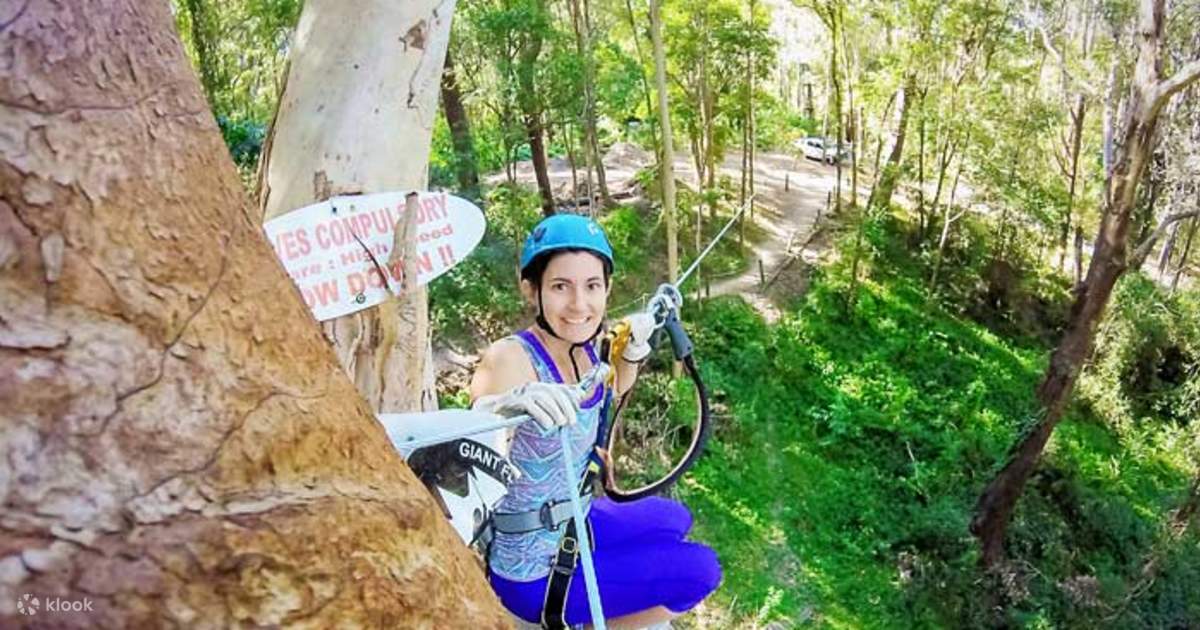 TreeTop Challenge at Tamborine Mountain from Gold Coast - Klook Australia