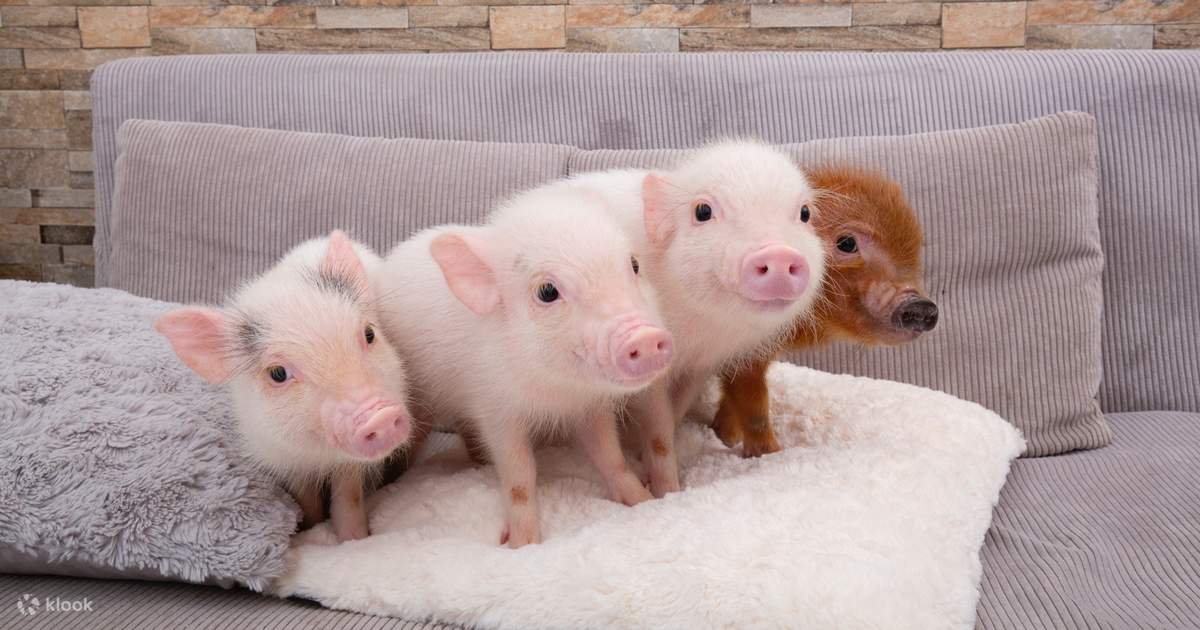Micro Pig Cafe Experience in Meguro - Klook Singapore
