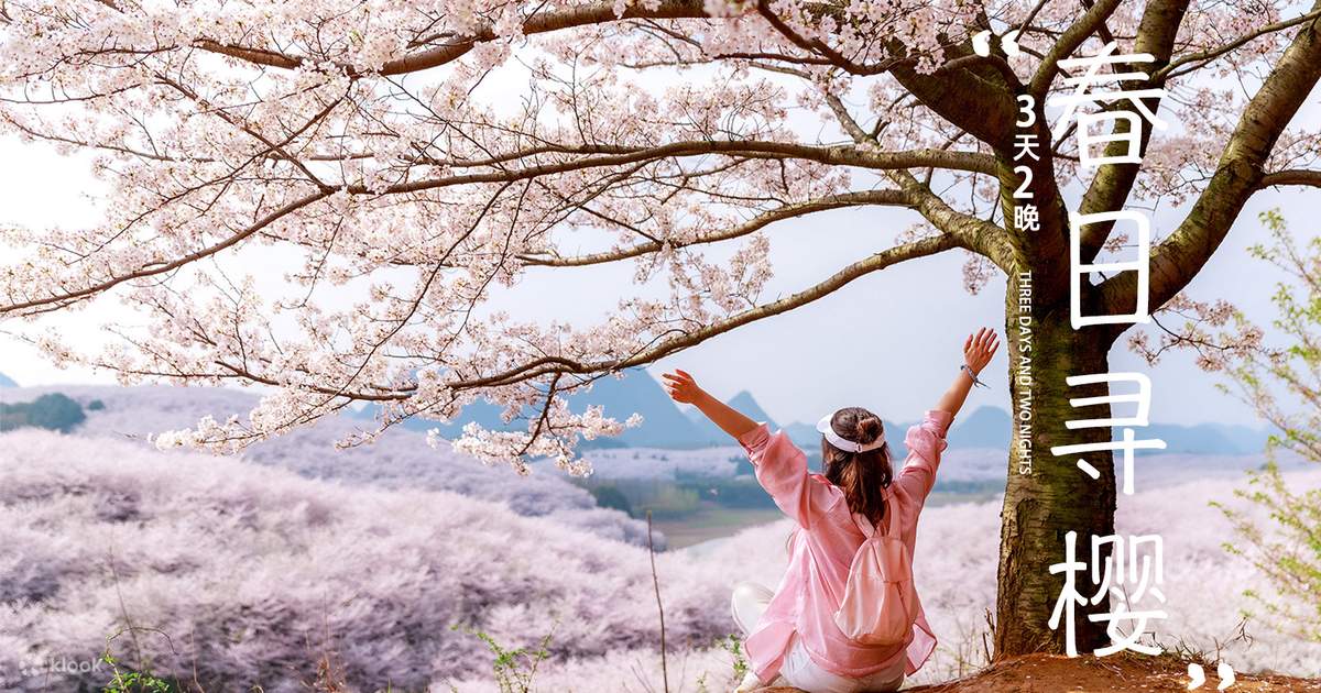 [Cherry Blossom Limited] Guizhou Pingba Cherry Blossom 3 Days 2 Nights ...