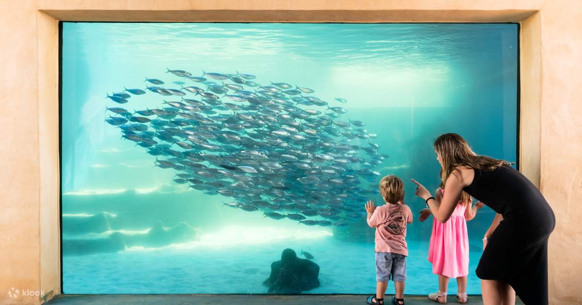 AQWA Aquarium Of Western Australia Entry Tickets - Klook Australia
