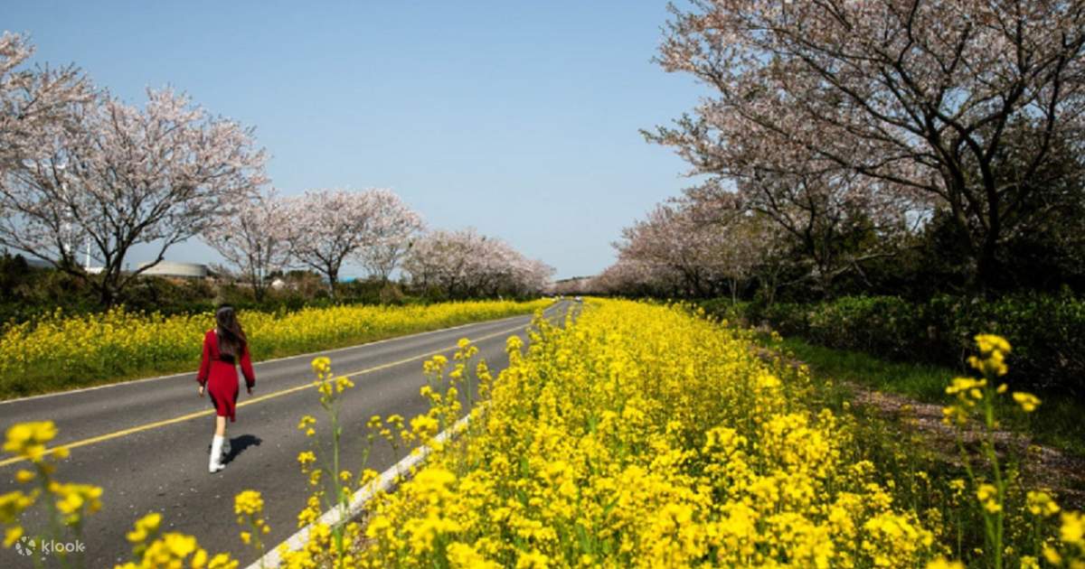 Jeju Private Car Charter with Local Expert Driver-Guide - Klook Canada