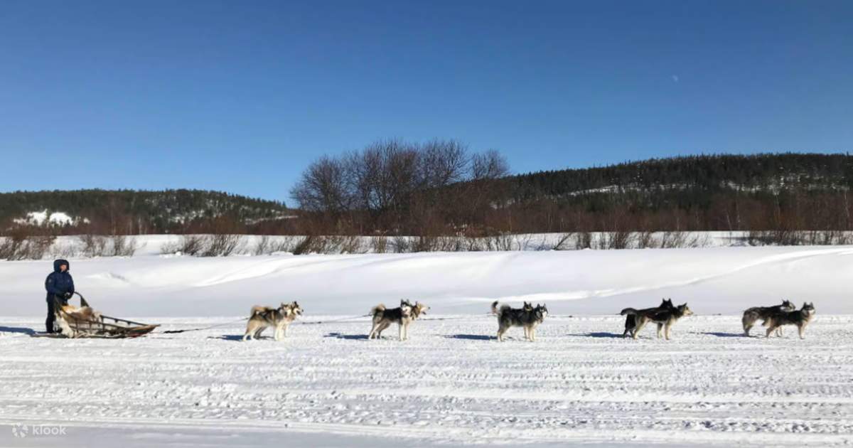 Local husky experience with sled ride and photographer - Klook Australia