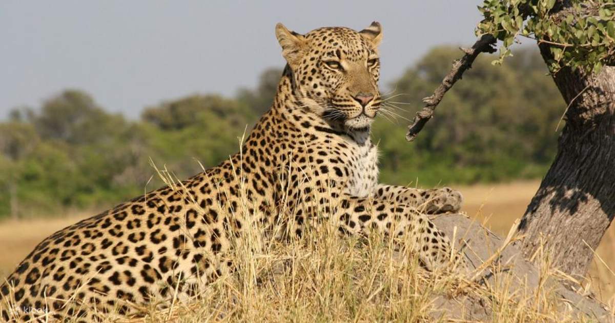 Ultimate 5-Day Kenyan Safari: Masai Mara, Lake Naivasha & Amboseli ...