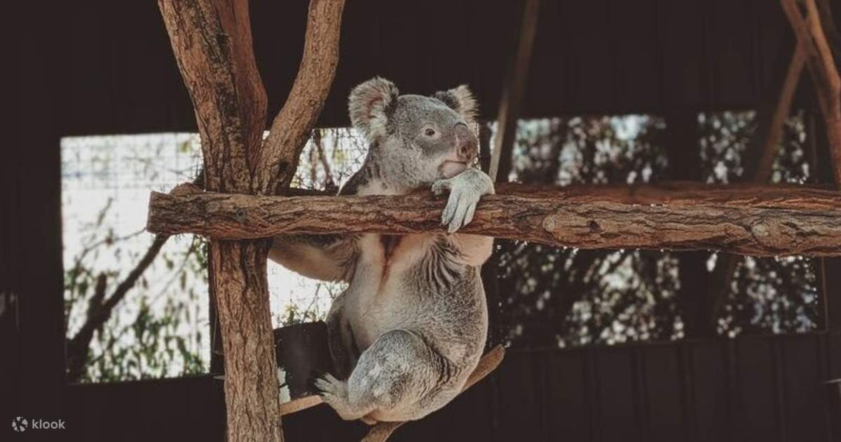 布里斯班龍柏考拉動物園探索之旅 - Klook香港