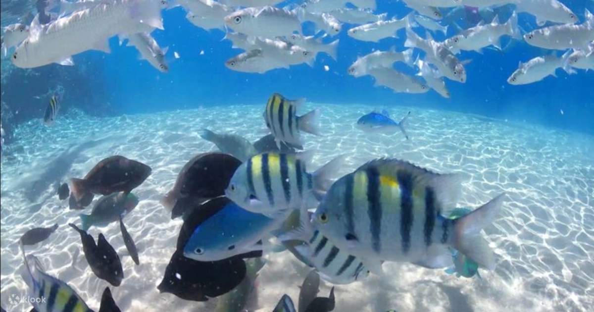 探索红海:从索马湾和马卡迪出发的沙姆沙伊赫纳加浮潜之旅 Klook客路