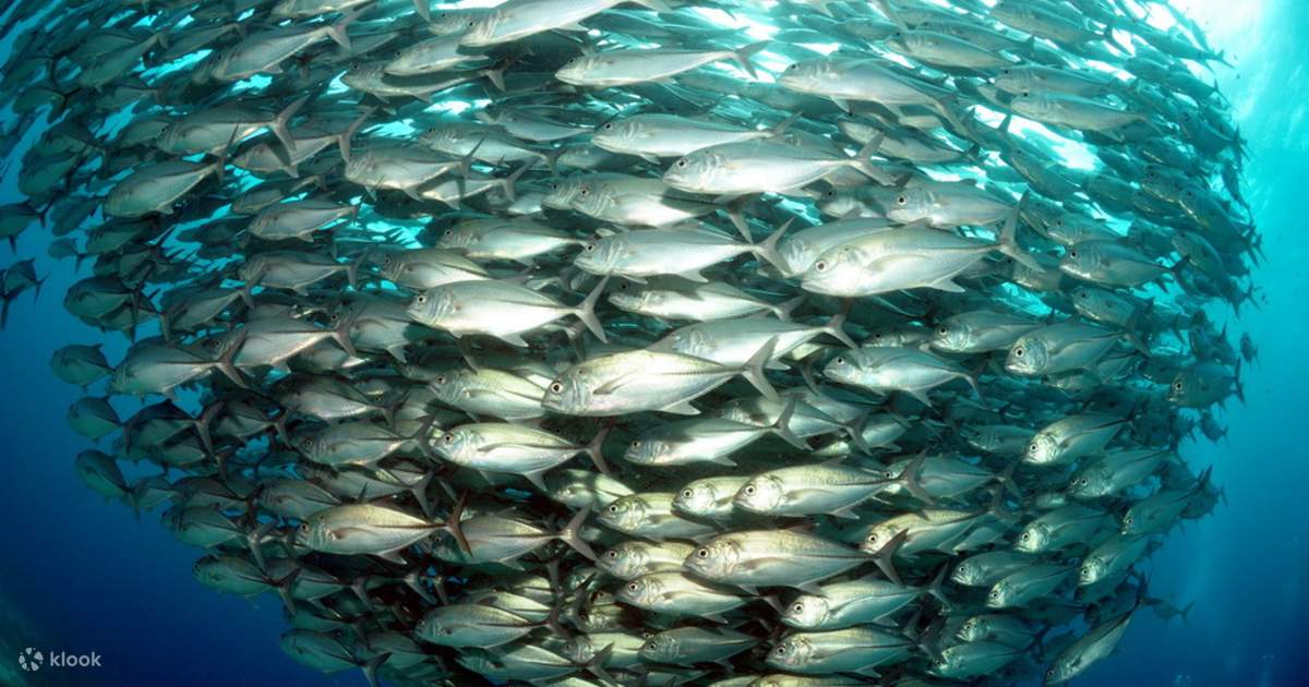 Erkunden Sie die Tiefen: 5-Tauch-Moalboal-Riffpaket in Moalboal mit ...