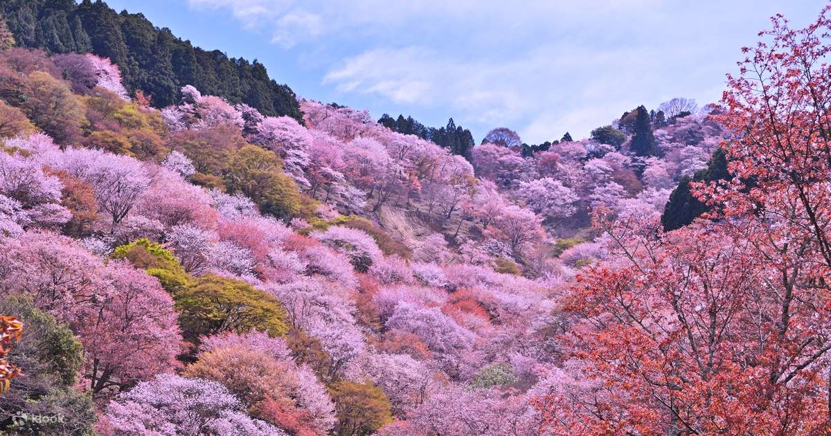 Mt Yoshino and Mt Koya Cherry Blossom 2 Days Train and Bus Tour - Klook