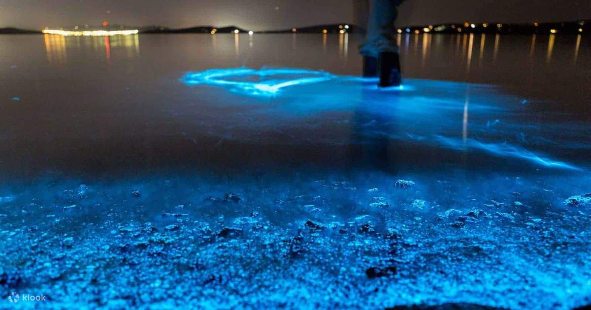 Auckland Bioluminescence Kayak Tour - Klook